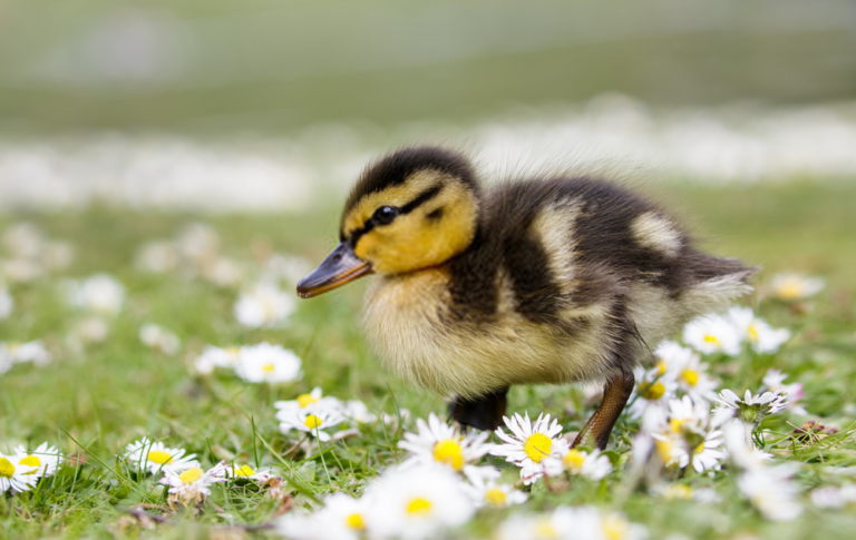 274 Cute and Funny Duck Names - Animal Hype