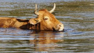 Can Cows Swim? From Pastures to Ponds - Animal Hype