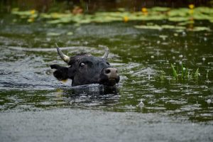 Can Cows Swim? From Pastures to Ponds - Animal Hype