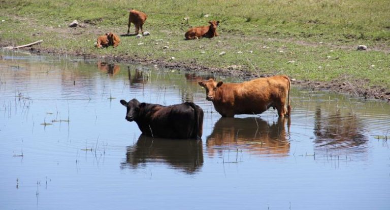 Can Cows Swim? From Pastures to Ponds - Animal Hype