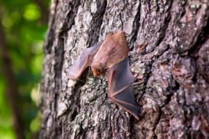 Do Bats Have Tails? - Animal Hype