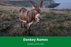 354 Cutesy & Comical Donkey Names for Endless Laughs - Animal Hype