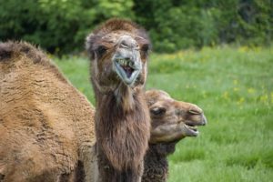 115 Cute and Funny Camel Names - Animal Hype