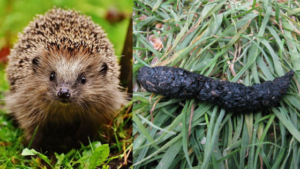 What Does Hedgehog Poop Look Like? (with pictures) - Animal Hype