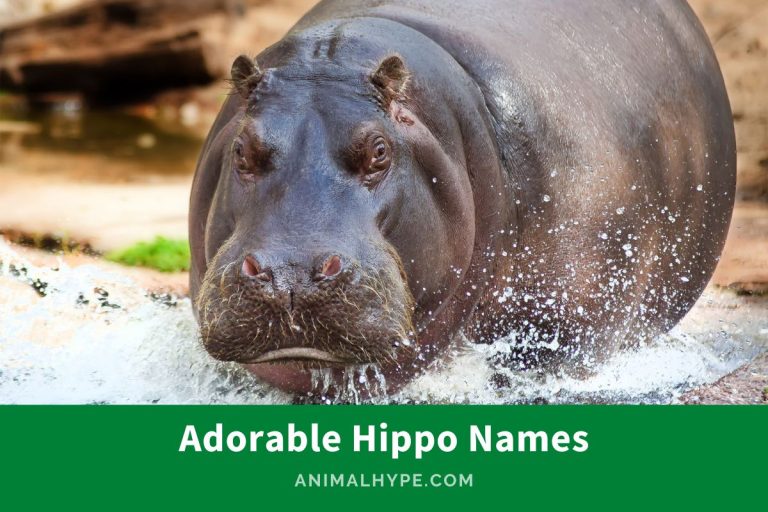 420 Adorable Hippo Names from Silly to Sweet - Animal Hype