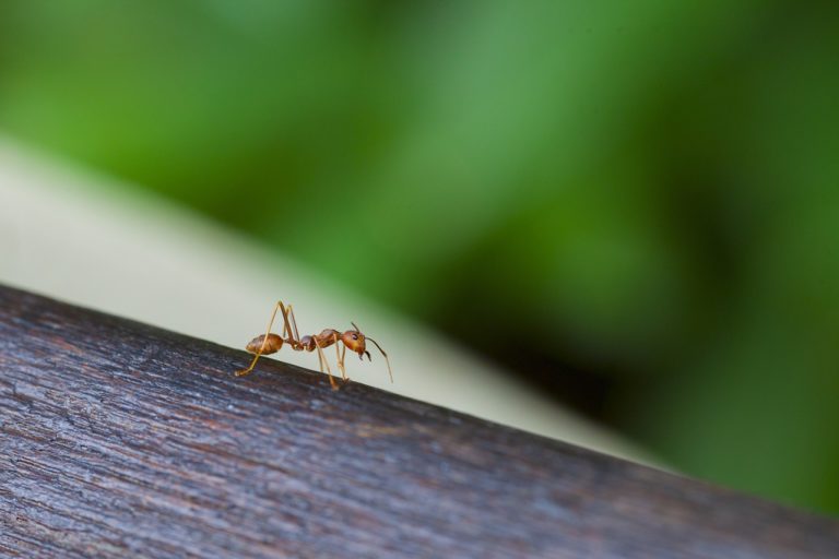 Do Ants Sleep? The Microscopic World of Ant Naps - Animal Hype