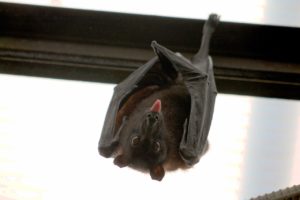 Do Bats Have Tails? - Animal Hype