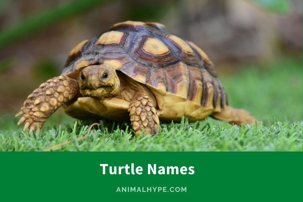 401 Adorable Turtle Names for Your Slow-moving Buddy - Animal Hype