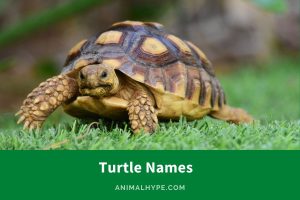 401 Adorable Turtle Names for Your Slow-moving Buddy - Animal Hype