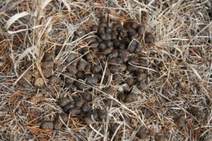 What Does Deer Poop Look Like? Deer Droppings Identification - Animal Hype