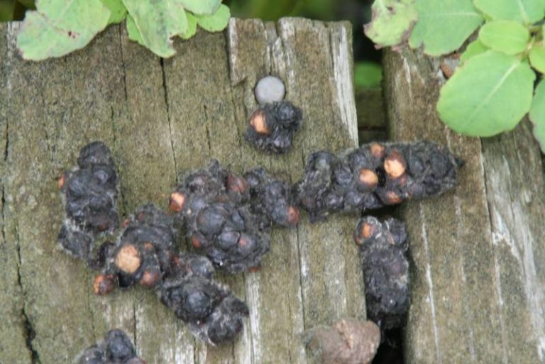 What Does Raccoon Poop Look Like? Raccoon Scat Identification - Animal Hype