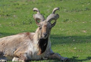 391 Cute and Funny Pet Goat Names to Graze Through - Animal Hype