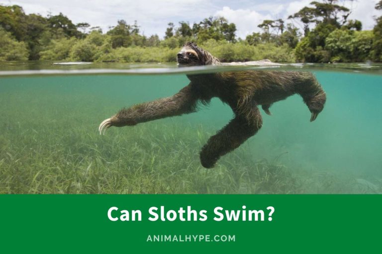 Can Sloths Swim? Dive into the Unexpected! - Animal Hype