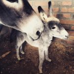 51 Adorable Baby Donkey Photos, Videos, and Facts - Animal Hype