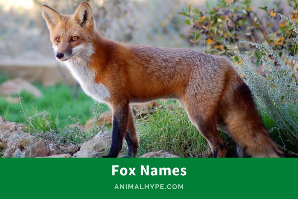 310 Clever Fox Names for the Playful Trickster - Animal Hype