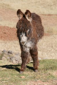 51 fotos, vídeos y datos de adorables burros bebés – Animalisimo
