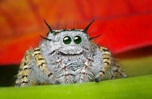 627 Web-tastic Spider Names for Your Silky Sidekick - Animal Hype