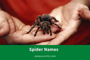 627 Web-tastic Spider Names for Your Silky Sidekick - Animal Hype