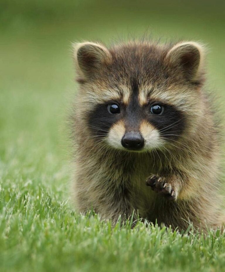Cute Baby Raccoon Photos, Videos, and Facts - Animal Hype