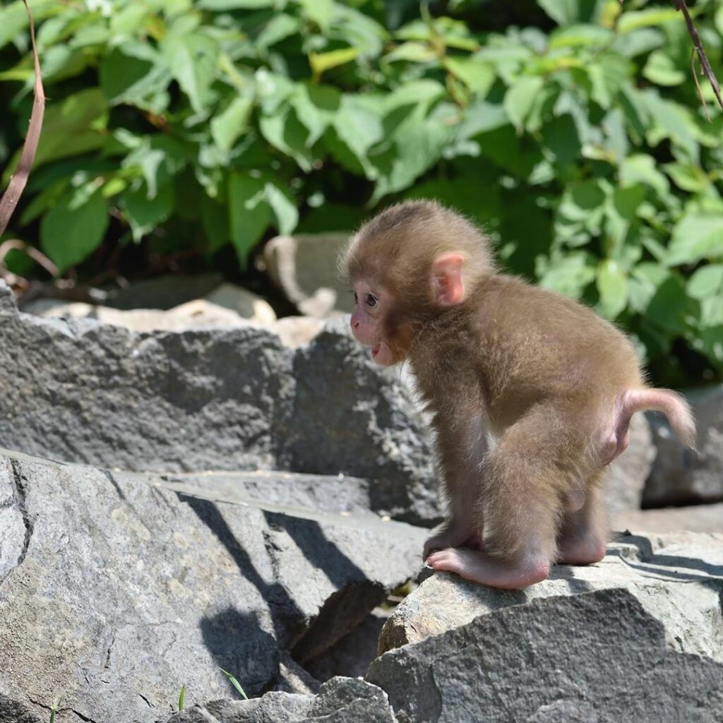 11 monos bebés súper lindos – Animalisimo