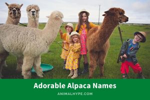 613 Sweet & Silly Alpaca Names for Your Woolly Wonder - Animal Hype