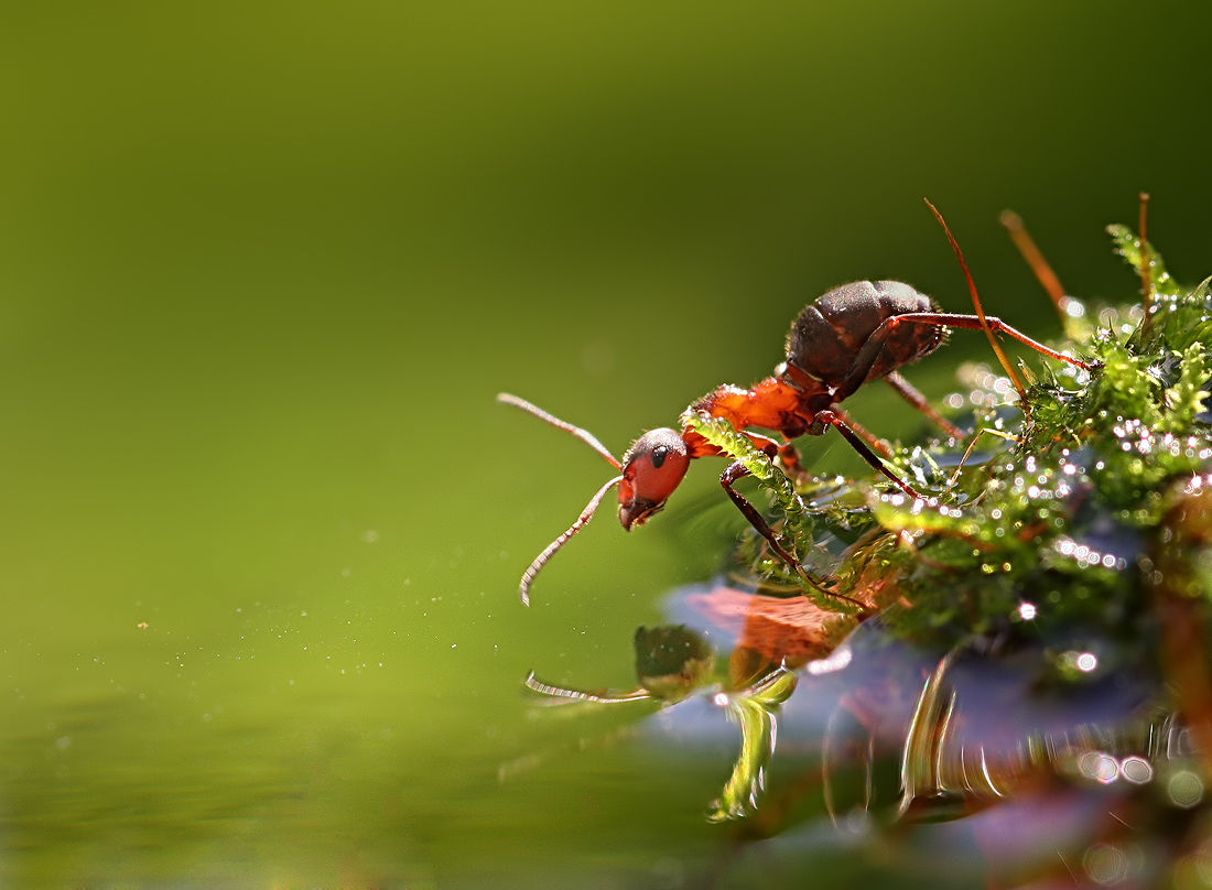 Do Ants Drink Water? The Tiny Thirst Explained! - Animal Hype