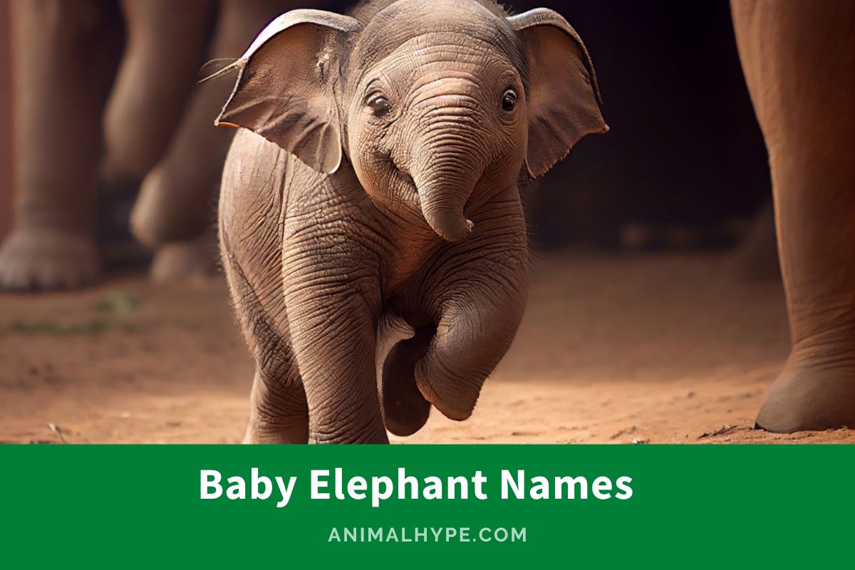 224 Adorable Baby Elephant Names For Your Little Jumbo Animal Hype