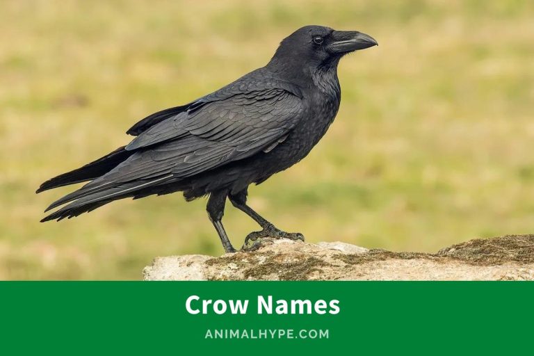 408 Caw-tastic Crow Names for Your Feathered Friend - Animal Hype