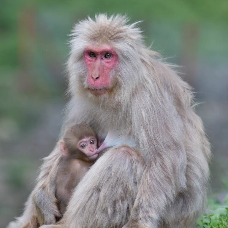 11 monos bebés súper lindos – Animalisimo