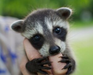 Cute Baby Raccoon Photos, Videos, and Facts - Animal Hype