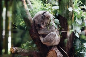 321 Cute and Funny Koala Names - Animal Hype