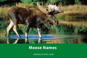 412 Marvelous Moose Names for Your Gentle Giant - Animal Hype