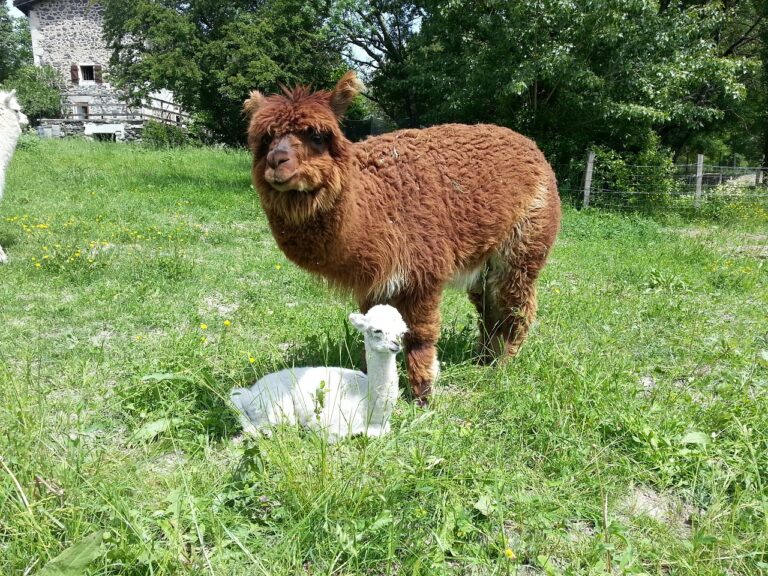 Cute Baby Alpaca Photos, Videos and Facts - Animal Hype