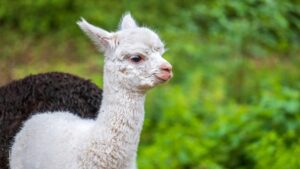 Cute Baby Alpaca Photos, Videos and Facts - Animal Hype