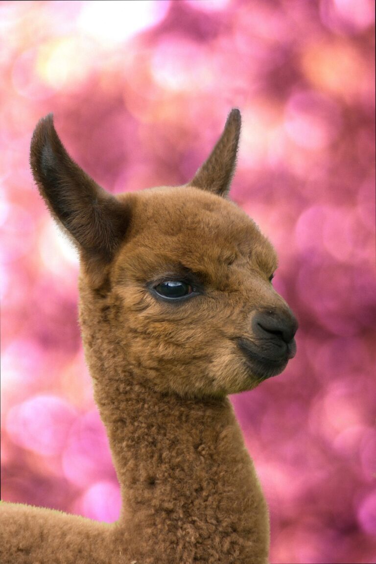 Cute Baby Alpaca Photos, Videos and Facts - Animal Hype