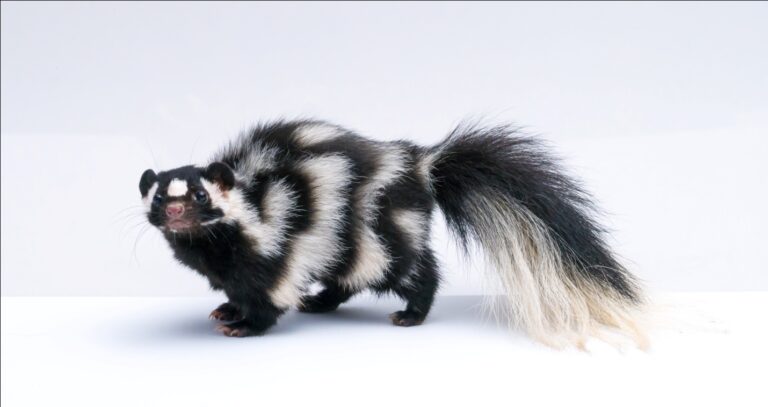 267 Cute and Funny Skunk Names - Animal Hype