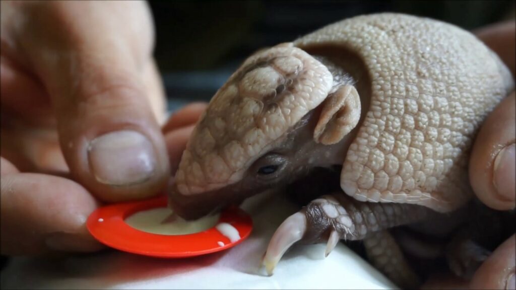 Baby Armadillo Photos, Videos, and Facts - Animal Hype