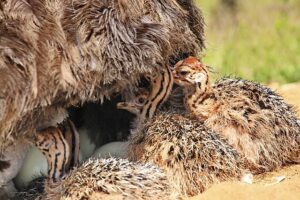 Baby Ostrich Photos, Videos, and Facts - Animal Hype