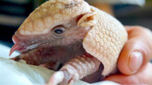 Baby Armadillo Photos, Videos, and Facts - Animal Hype