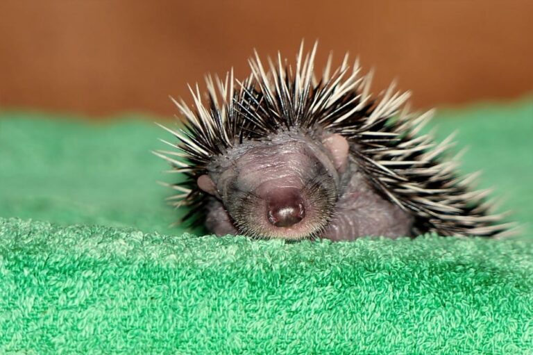 Baby Porcupine Photos, Videos, and Facts - Animal Hype