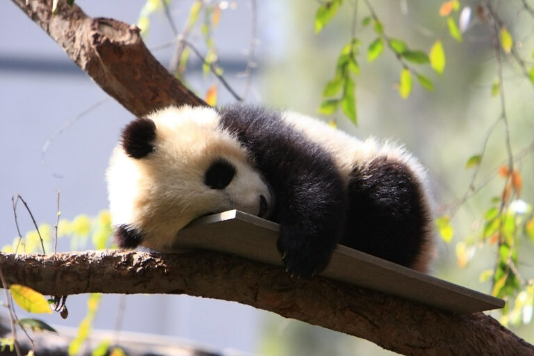 Cute Baby Panda Photos, Videos, and Facts - Animal Hype
