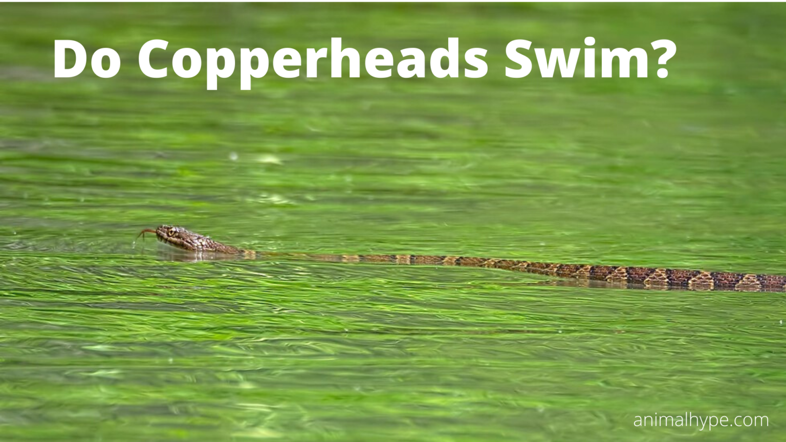 Do Copperheads Swim? - Animal Hype