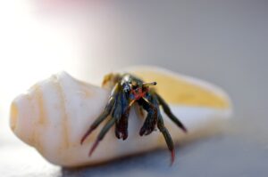 Hermit Crab Molting: Everything You Need to Know - Animal Hype