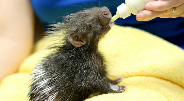 Baby Porcupine Photos, Videos, and Facts - Animal Hype