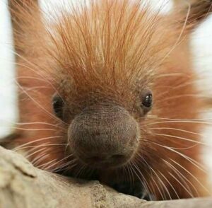 Baby Porcupine Photos, Videos, and Facts - Animal Hype