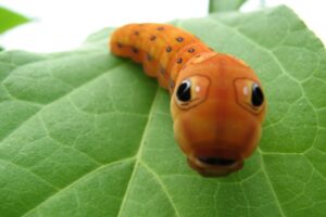 380 Playful Caterpillar Names for Your Crawly Companion - Animal Hype