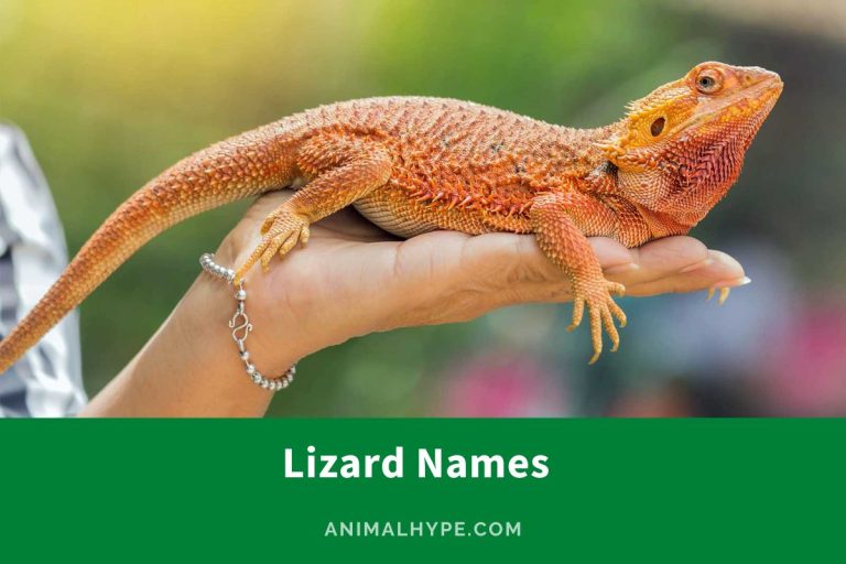 357 Fascinating Lizard Names for Your Scaly Pal! - Animal Hype