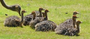 Baby Ostrich Photos, Videos, and Facts - Animal Hype