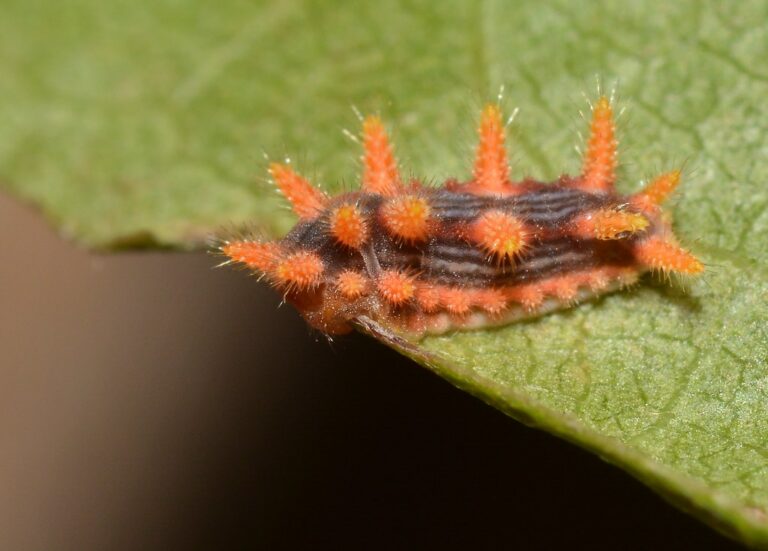 Top 14 Poisonous Caterpillars in the World - Animal Hype