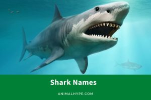 429 Jaw-dropping Shark Names That Make a Splash - Animal Hype